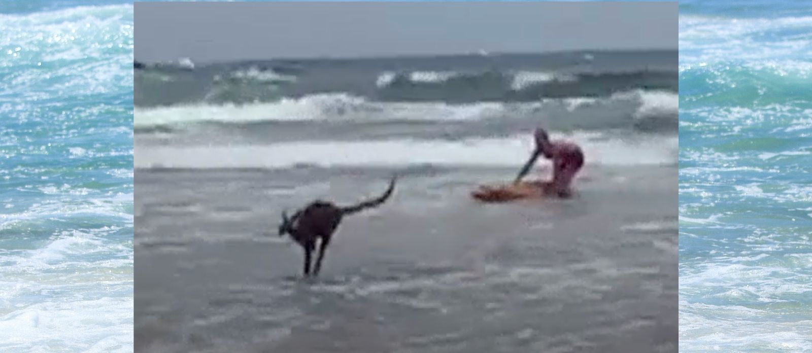 Incredible first rescue for rookie lifeguard - Surf Life Saving NSW